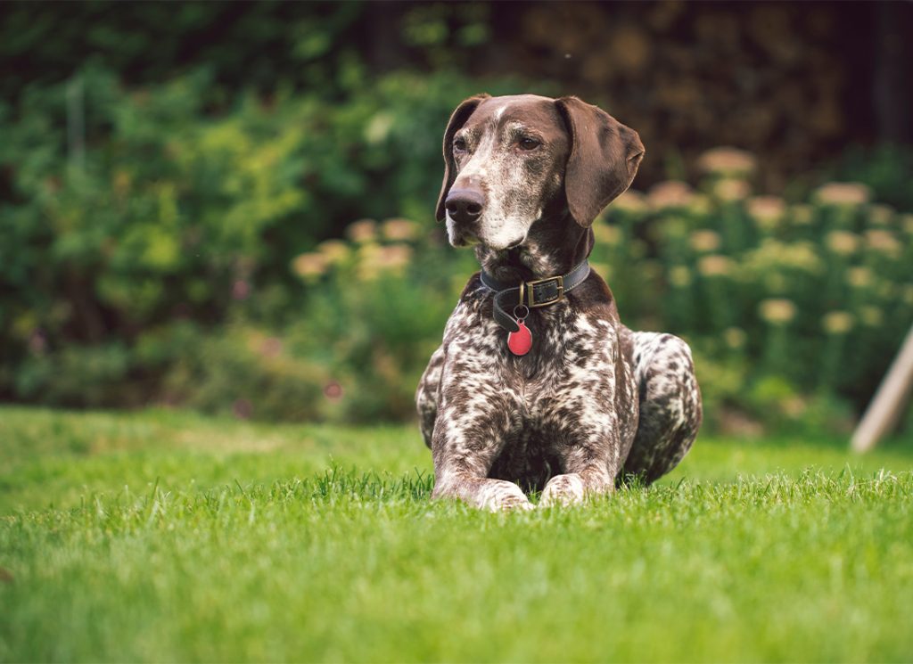 Braque Allemand - Chasse Passion