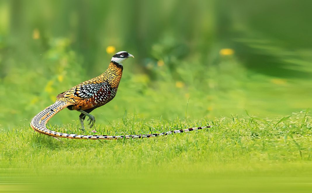 Faisan vénéré - Chasse Passion