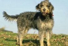Griffon Nivernais - Chasse Passion
