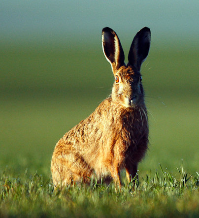 Le lièvre : alimentation, reproduction et comportement