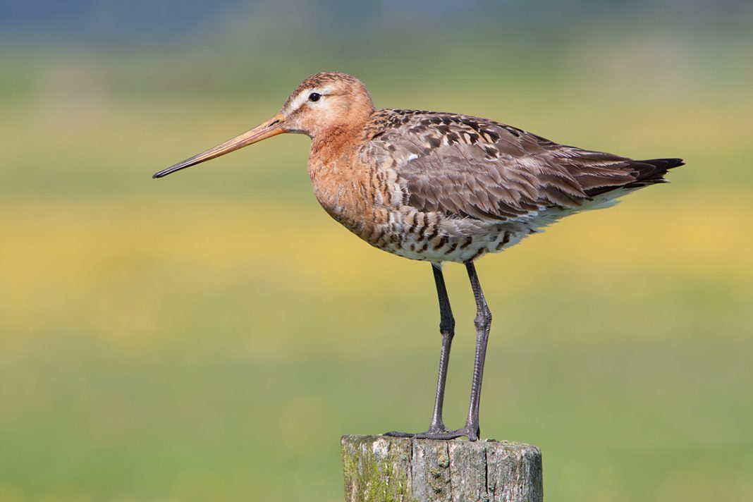 Barge rousse - Chasse Passion