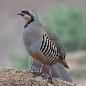 Perdrix Bartavelle - Chasse Passion