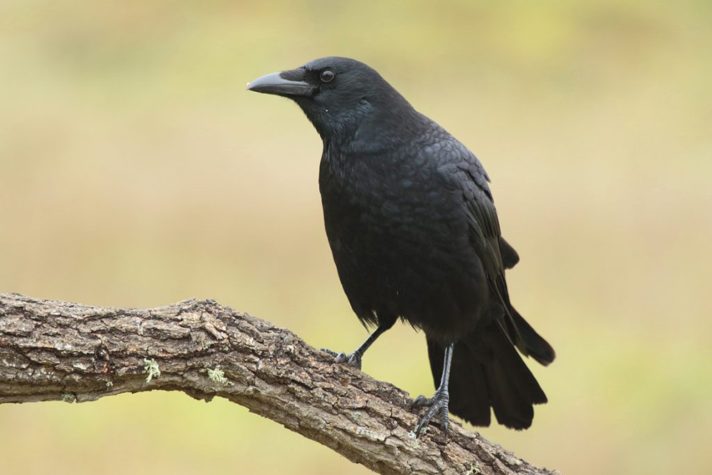 Tout savoir sur la chasse aux corvidés
