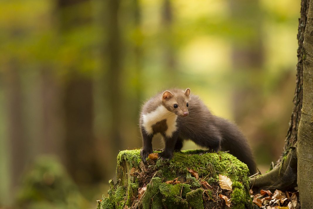 Fouine - Chasse Passion