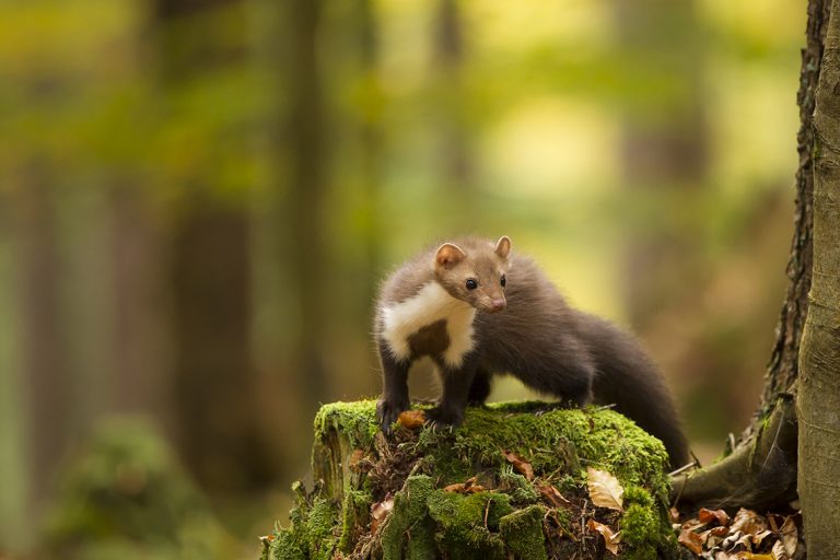 Fouine - Chasse Passion