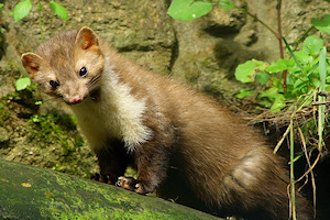 Fouine - Chasse Passion