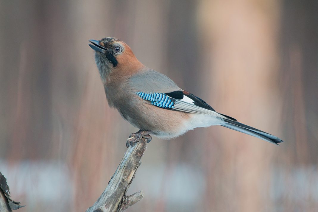 Geai des chênes - Chasse Passion