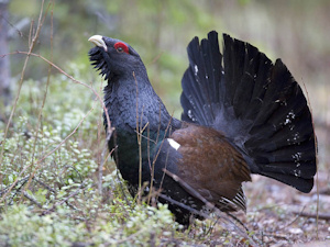 Grand tétras - Chasse Passion