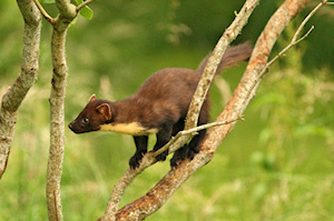 Martre - Chasse Passion