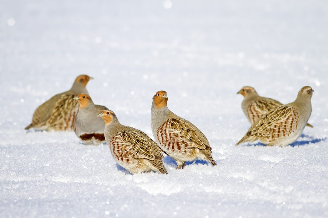 Perdrix grise de montagne - Chasse Passion