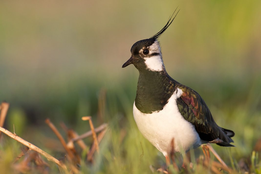 Vanneau huppé - Chasse Passion