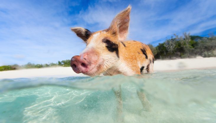 Bahamas : 7 cochons de la baie des cochons retrouvés mort - Chasse Passion