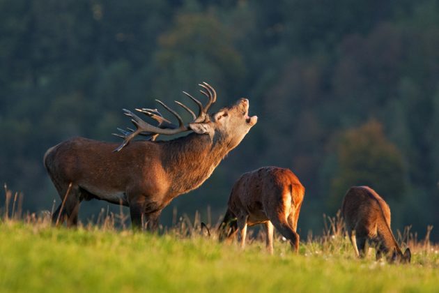 Cerf élaphe - Chasse Passion