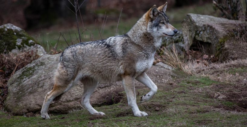 Le loup en France : le point sur la situation - Chasse Passion