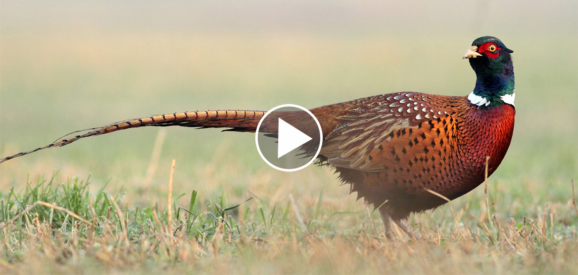 Vidéo : des faisans par centaines - Chasse Passion