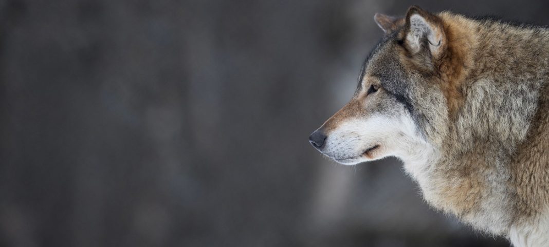 La Suède autorise la chasse de 22 loups - Chasse Passion
