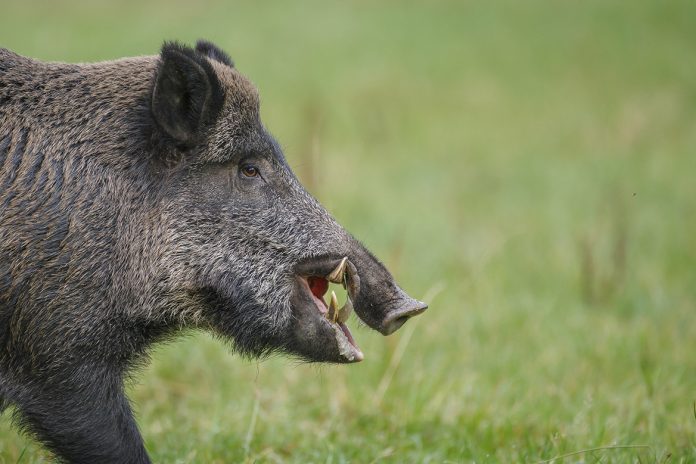 Un couple attaqué par des sangliers dans leur jardin - Chasse Passion