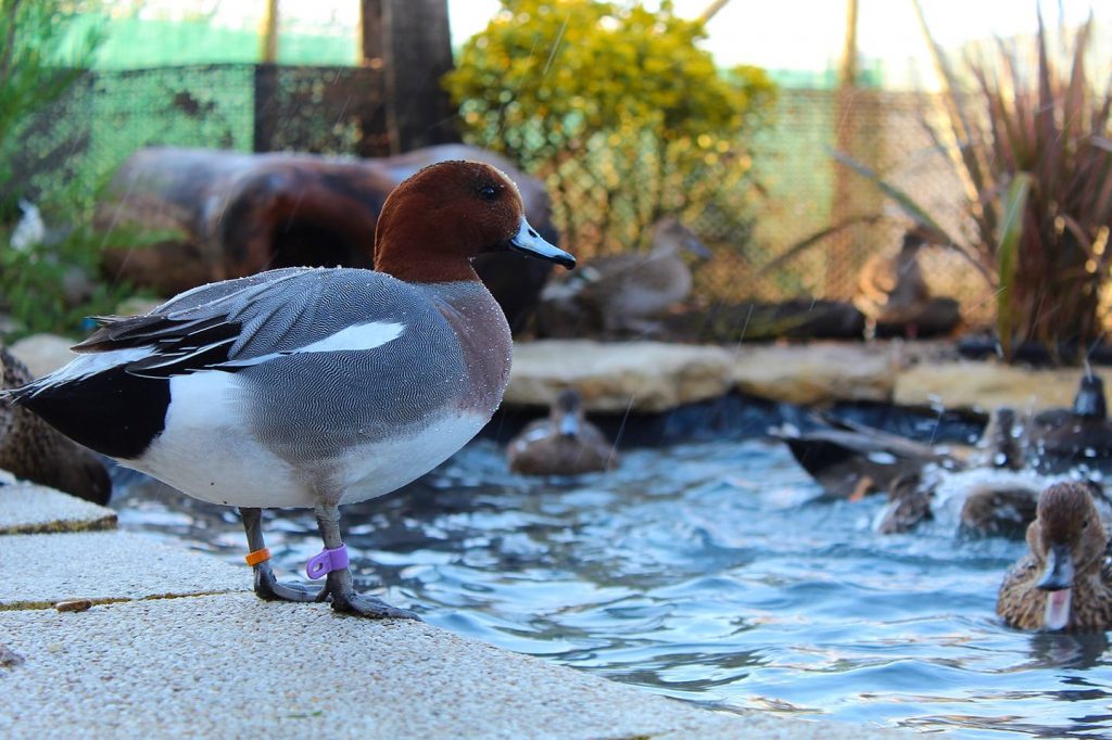 Tout savoir sur les appelants - Chasse Passion