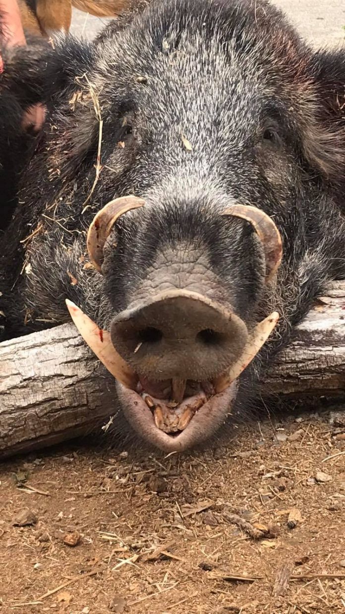 Un sanglier solidement armé ! - Chasse Passion