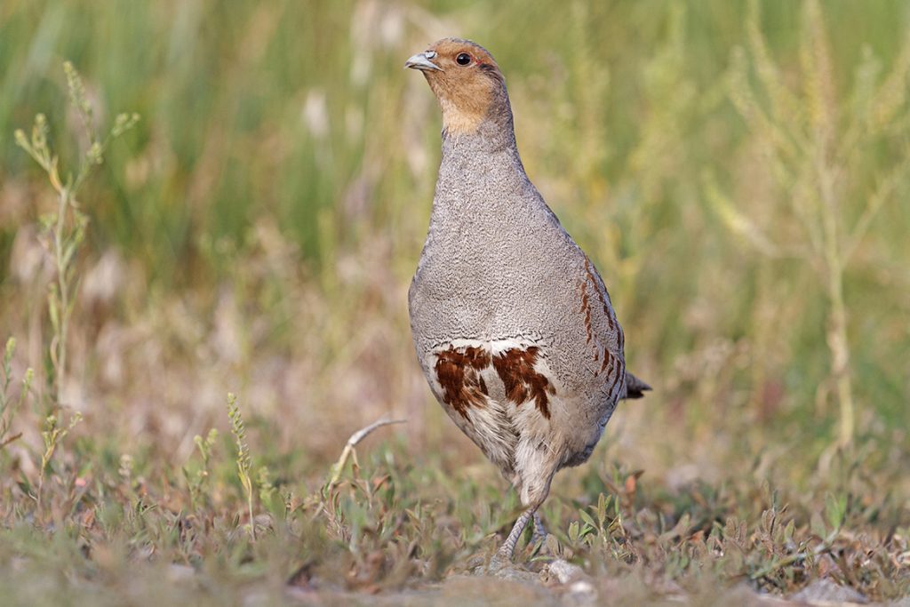 La perdrix grise officiellement éteinte en Suisse - Chasse Passion