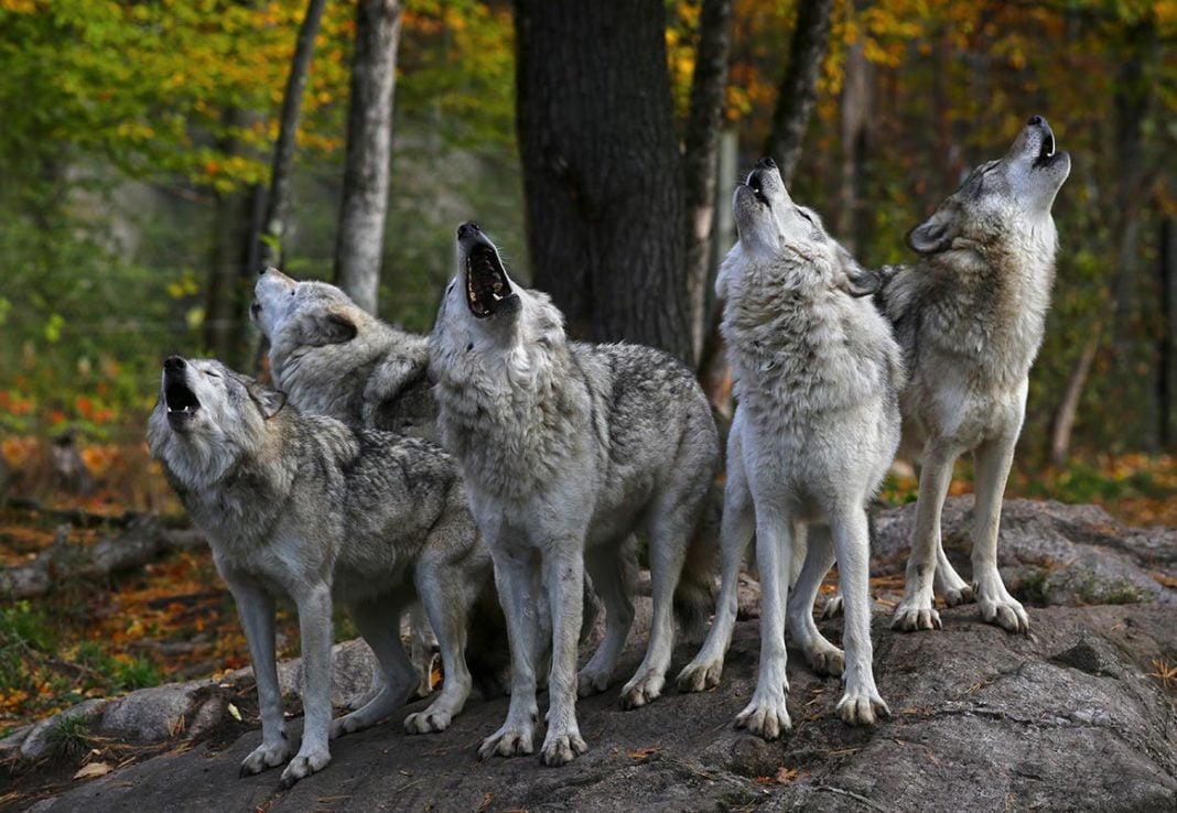 L'Allemagne rouvre la chasse au loup après l'hécatombe dans les ...