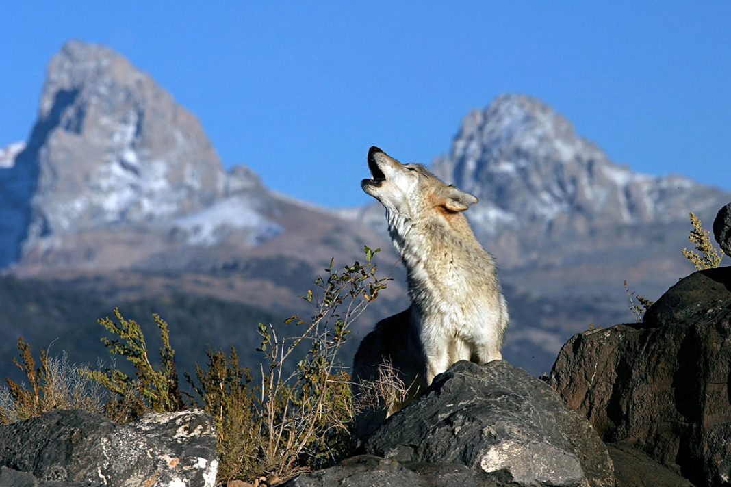Le loup change-t-il le comportement des sangliers dans les Alpes ...