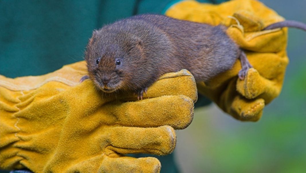 Le rat taupier devient un vrai problème en Occitanie - Chasse Passion