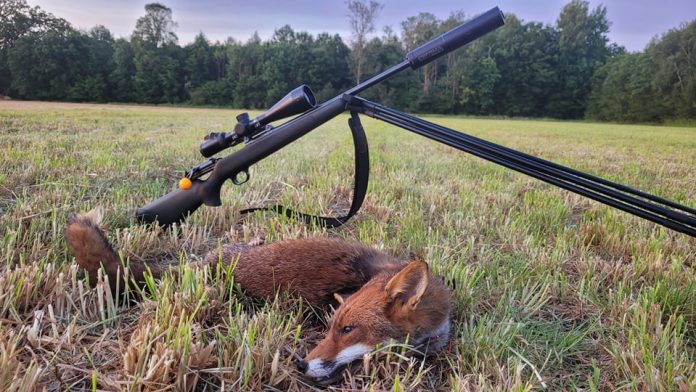 Les clés pour réussir la chasse du renard à l'approche ou à l'affût ...