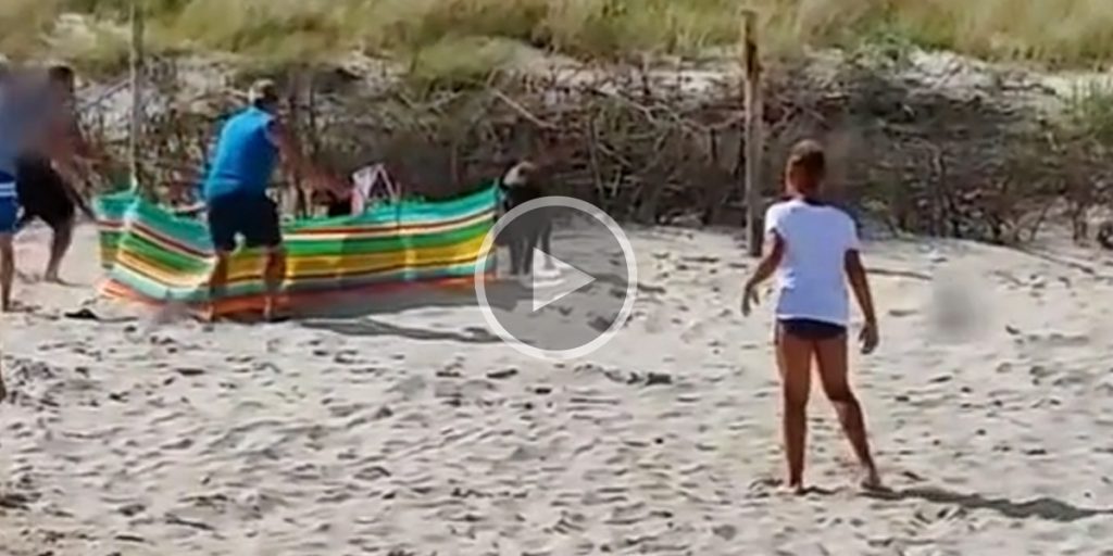 [vidéo] Un Sanglier Sème La Panique Sur Une Plage Et Charge Des