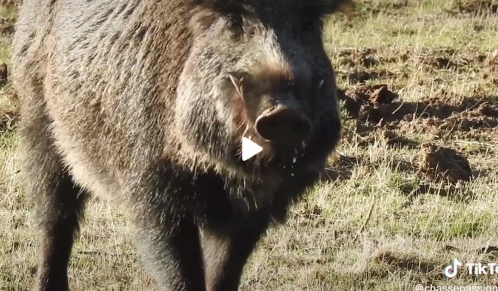 [Vidéo] Un keiler filmé de très près - Chasse Passion