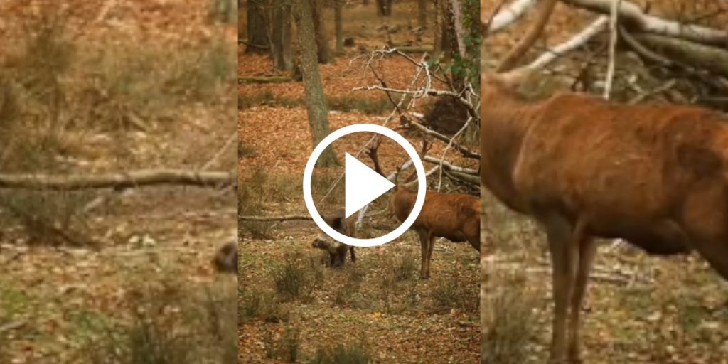 [Vidéo] Un sanglier et un cerf prennent tranquillement la pose face à ...