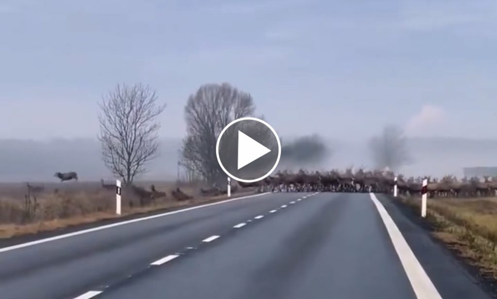 [Vidéo] Une immense harde de cervidés coupe une route - Chasse Passion