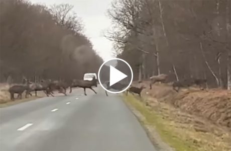 [Vidéo] Une immense harde de cervidés traverse une route en Normandie ...