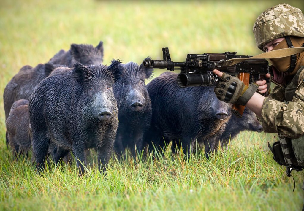 Chasse au sanglier : l'utilisation de la mitraillette bientôt autorisée ...