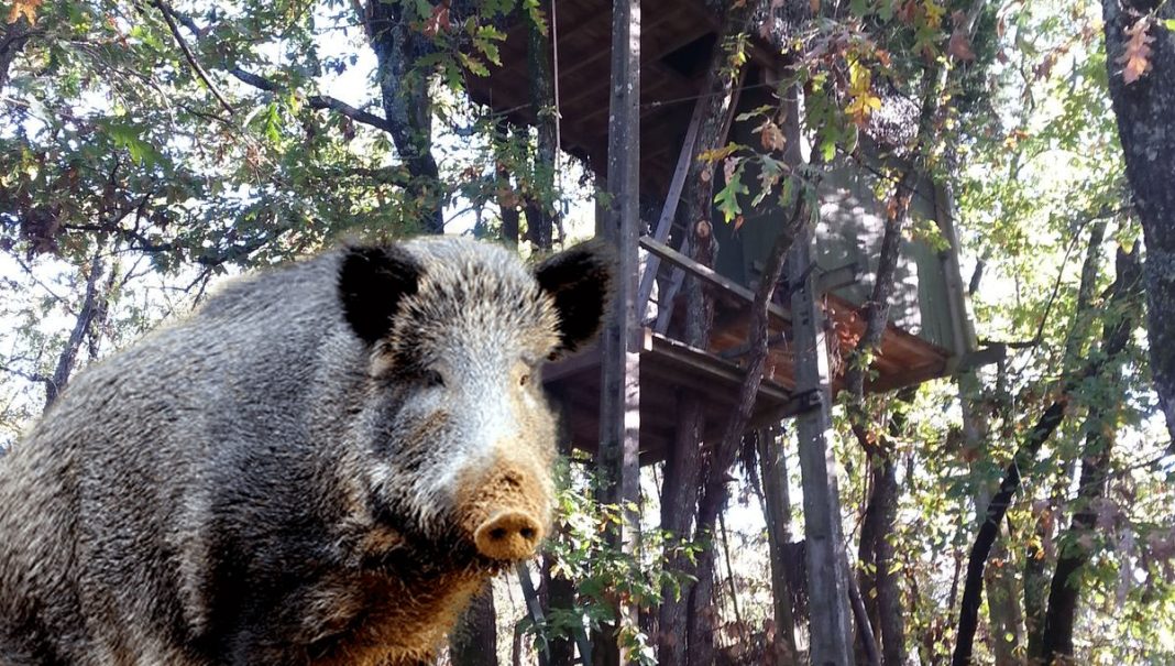 Les chasseurs du Sud-Ouest disent stop à la régulation du grand gibier ...