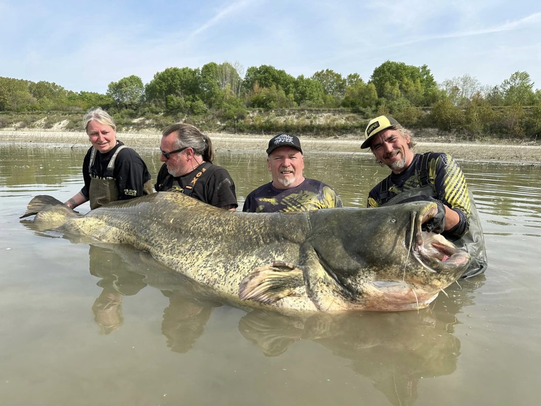 Silure : le record du monde vient de tomber avec ce spécimen ...