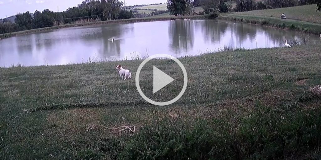 [Vidéo] Un loup s'attaque à un petit chien et essaie de l'emporter ...