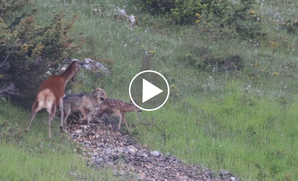[Vidéo] Deux loups emportent un faon sous les yeux d'une biche - Chasse ...