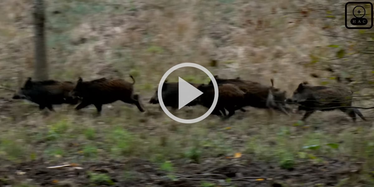 [Vidéo] Compilation : des scènes de chasse en pagaille avec sangliers ...