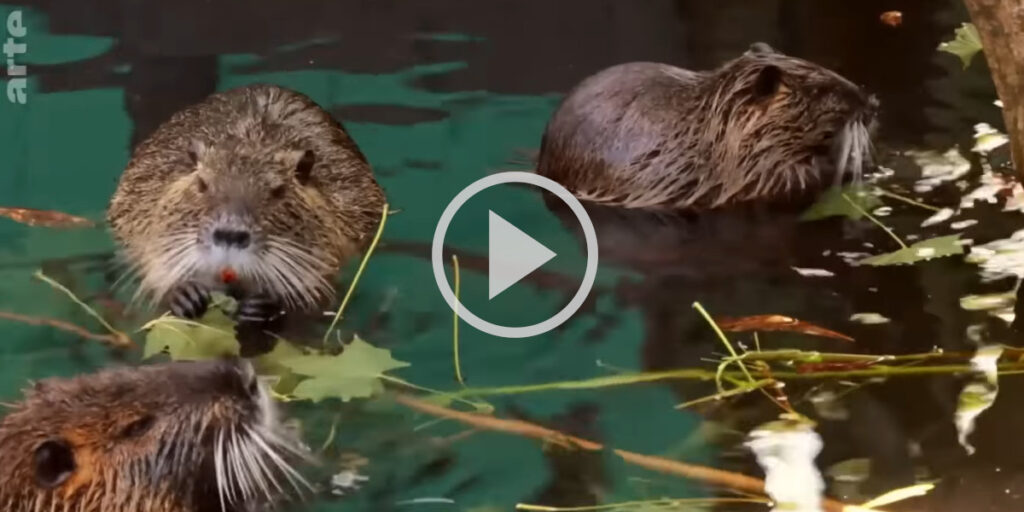 [Vidéo] Reportage : le ragondin, une espèce qui menace les digues d'Europe - Chasse Passion