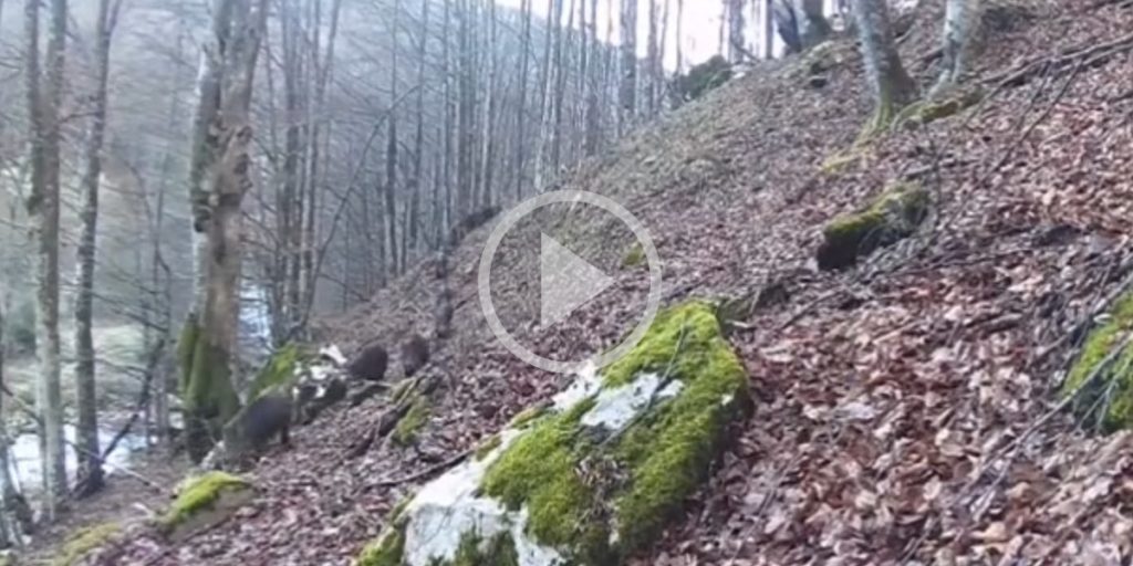 [Vidéo] Une belle compagnie de sangliers traverse les bois en file ...