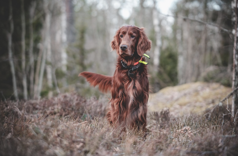 Chien de chasse blessé : les erreurs à éviter et les gestes qui sauvent ...