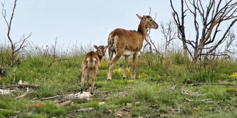 Mouflons de l'Aveyron : le loup pourrait gâcher une belle dynamique ...