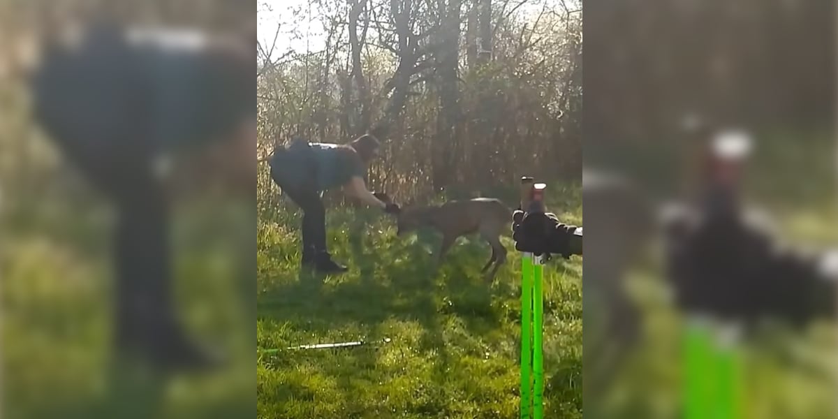 [Vidéo] Une courageuse randonneuse sauve un chevreuil coincé dans une ...