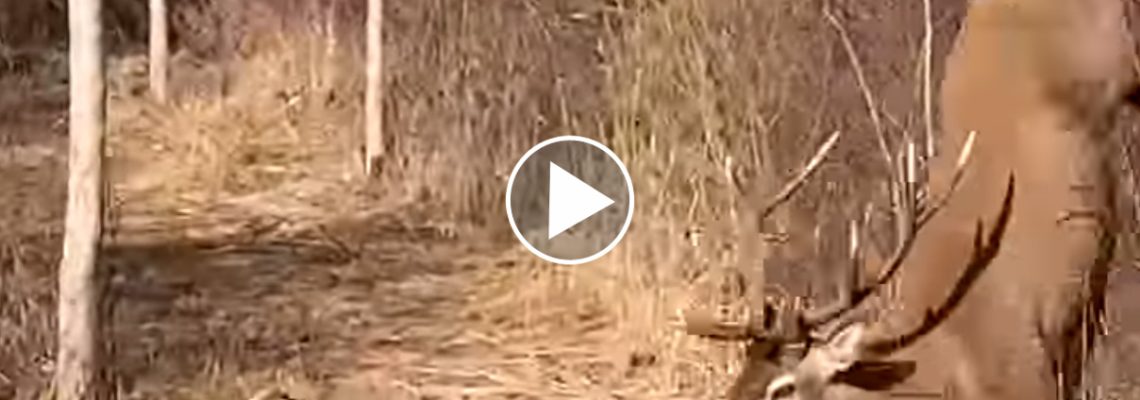 [Vidéo] Un cerf et une biche filmés de très (très) près - Chasse Passion