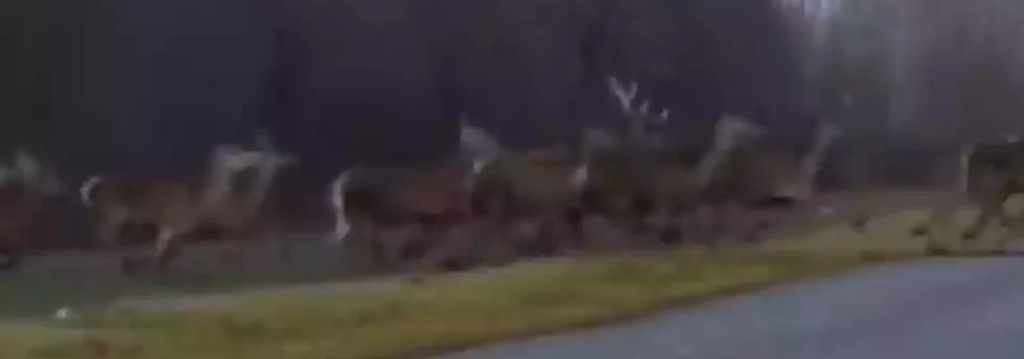 [Vidéo] Une énorme harde de cervidés traverse la route - Chasse Passion