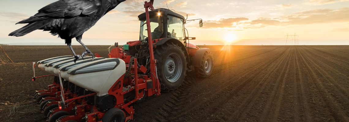 Alsace : les corbeaux obligent une agricultrice à semer 3 fois du maïs ...