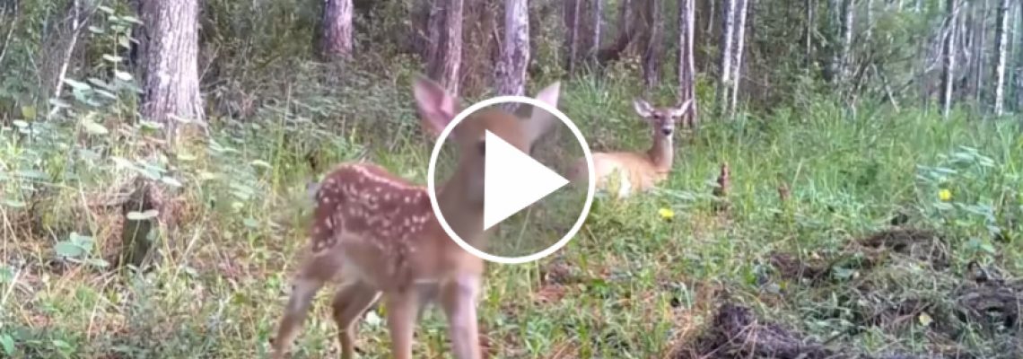 [Vidéo] Un faon complètement "fou" - Chasse Passion