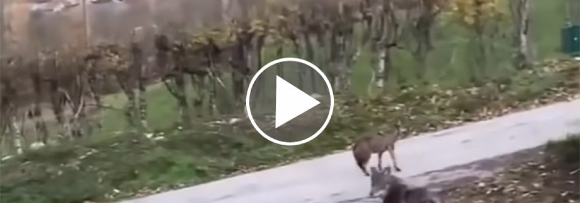 [Vidéo] 2 loups s'introduisent dans la cour d'une ferme en plein jour ...