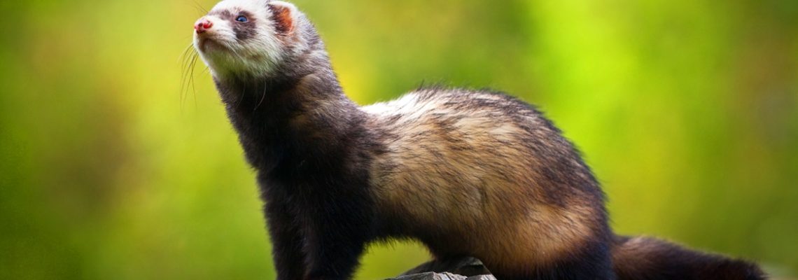 La nouvelle liste des espèces classées ESOD a enfin été publiée mais ...